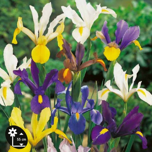 Iris Mixed