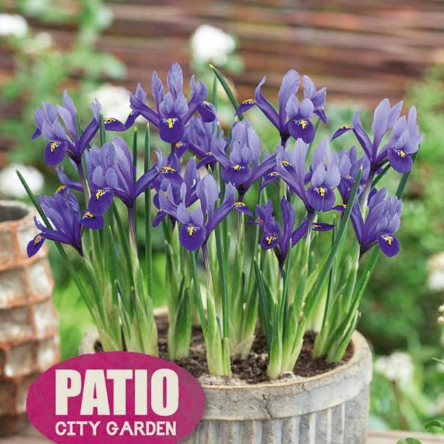 Iris reticulata Harmony