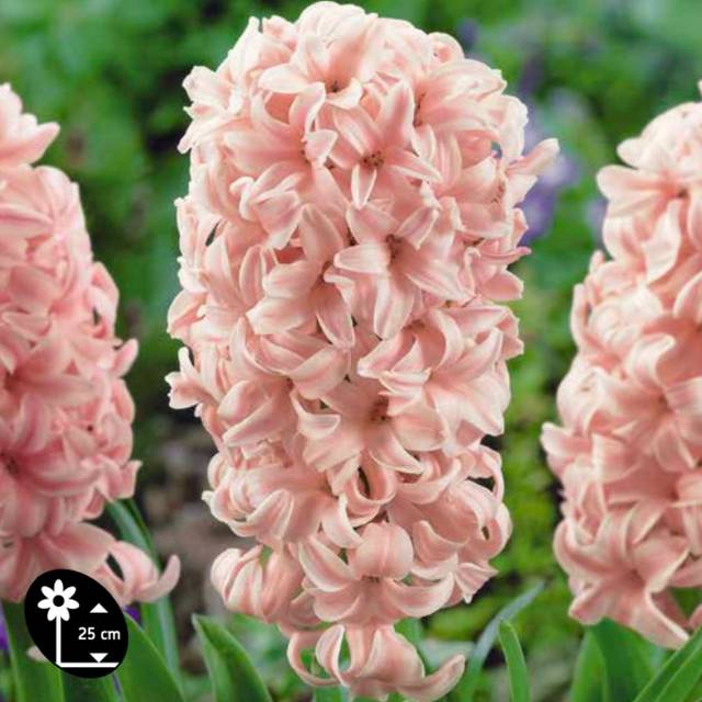 Jacinthe Fondant fleur