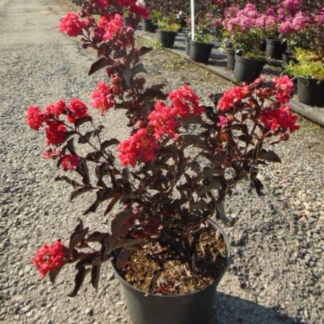 Lagerstroemia 'Crimson Red'