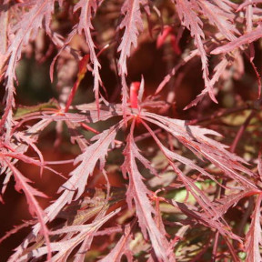 Erables : culture, espèces