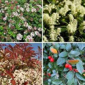 Planter une haie d'arbustes persistants : plantation, arrosage