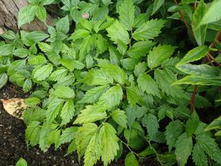 Les dernières fiches pratiques de jardinage publiées sur Gerbeaud.com