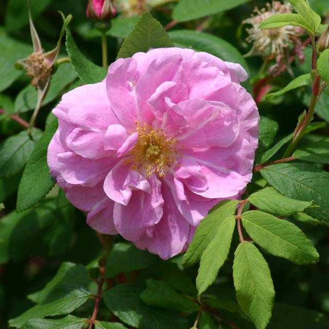 Rosa rugosa - Fleurs semi-double rose clair - Flickr - Ryan Somma