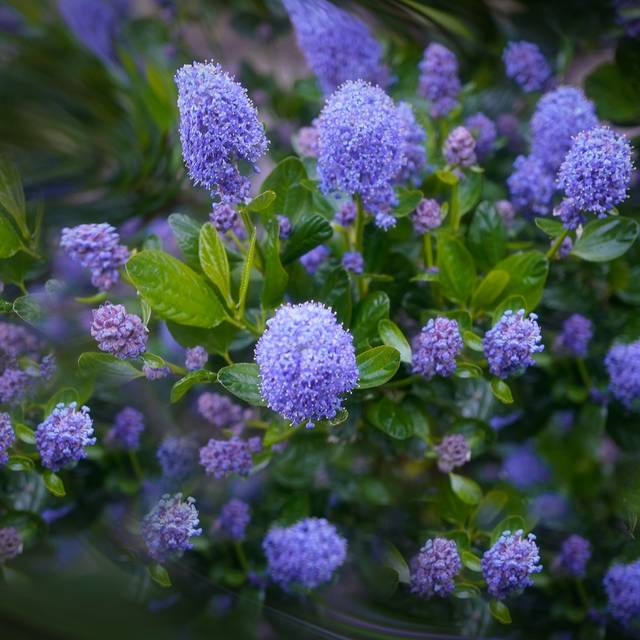 Ceanothus - Flickr - judy dean
