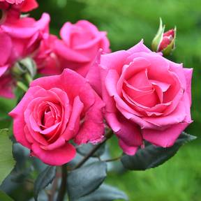 Rosa chinensis viridiflora, la rose verte