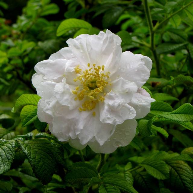 Rosa rugosa à fleurs blanches - Flickr - Ben Schumin
