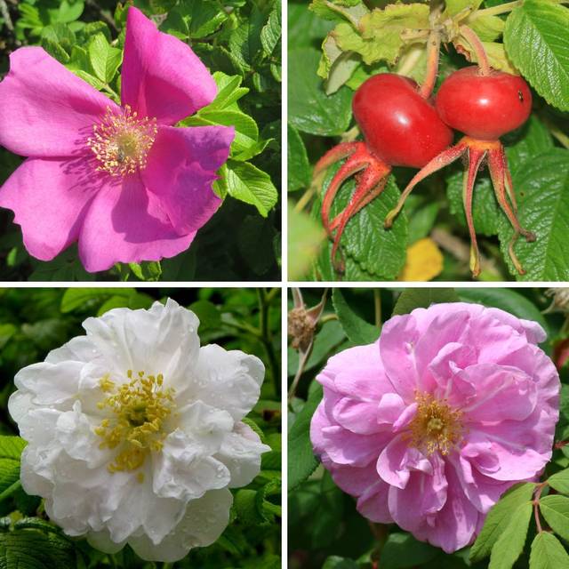 Lot de 3 rosiers rugueux (Rosa rugosa) - Flickr
