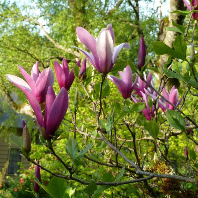 Magnolia liliflora - en fleurs - Wendy Cutler - Flickr