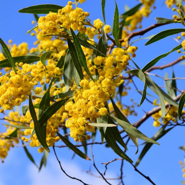 Acacia retinodes - Image par Ulrike Leone de Pixabay