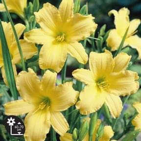 Hémérocalles : des fleurs faciles à vivre