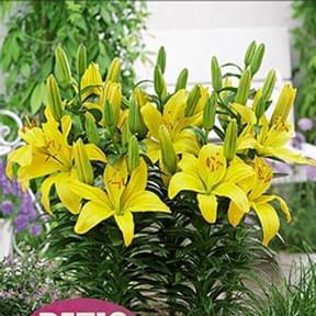 Planter un lis asiatique ou un lys oriental