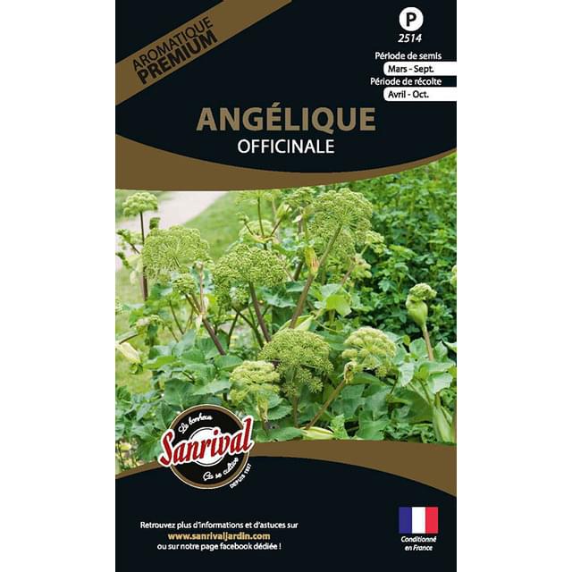 Angelique officinale (sachet)