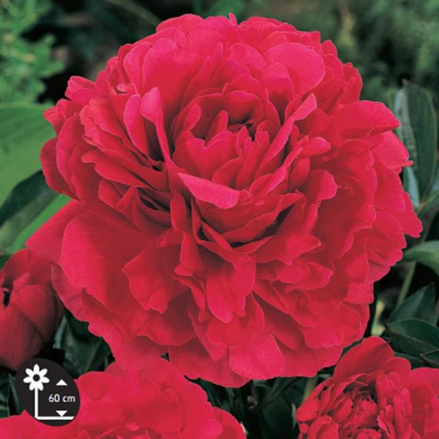 PIVOINE ROUGE