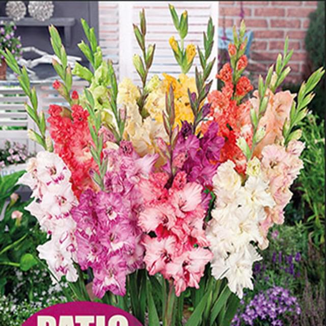 GLADIOLUS GLAMINI MIX