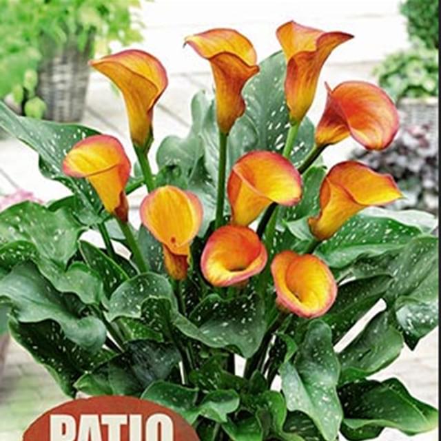 CALLA ORANGE