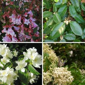 Le photinia, un arbuste persistant au feuillage rouge pour tous les jardins