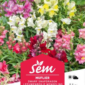 Muflier : semis, plantation et entretien