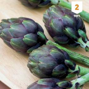 Culture de l'endive (ou chicon)