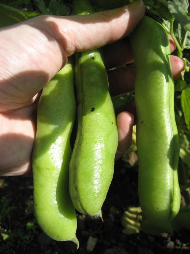 Fève : semis et culture au potager, récolte et dégustation