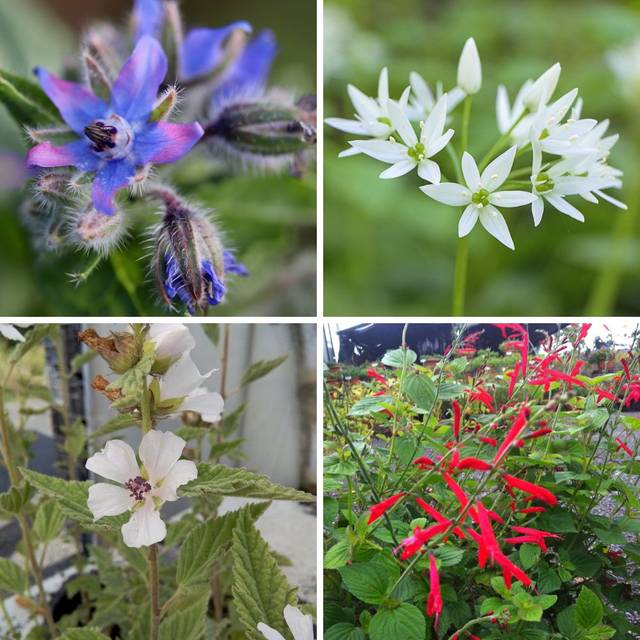 Assortiment Fleurs comestibles