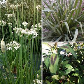 Créer un potager chinois dans son jardin