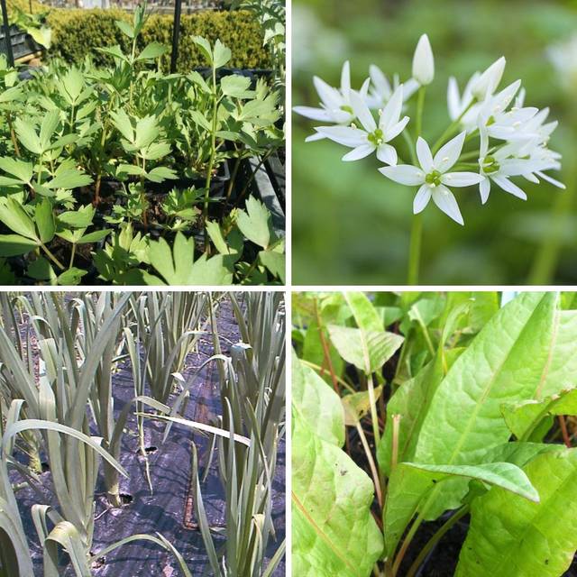 Assortiment votre potager perpétuel