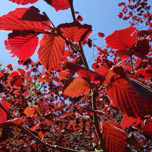 Noisetier pourpre (Corylus maxima 'Purpurea') - Nicholas Turland ...