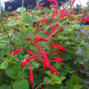 Ruellia brittoniana, pétunia mexicain : plantation, culture, entretien