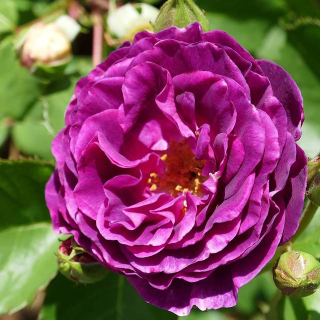 Rosier 'Minerva' - Geolina163 / wikimedia