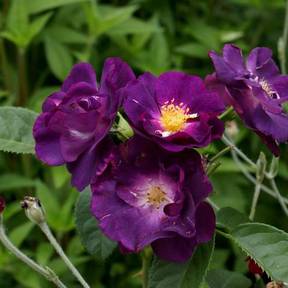 Les plus beaux rosiers violets : sélection de variétés
