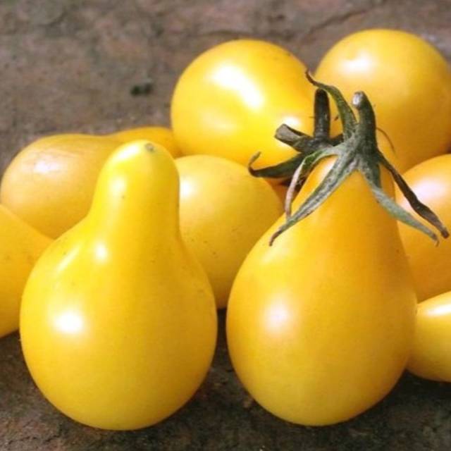 Tomate 'Poire jaune'