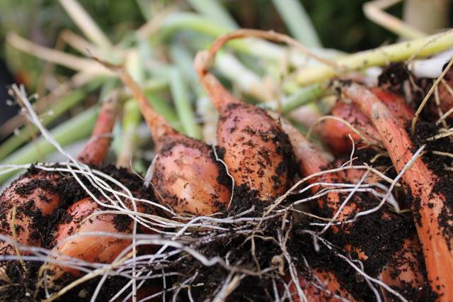 Echalote : plantation, culture et récolte