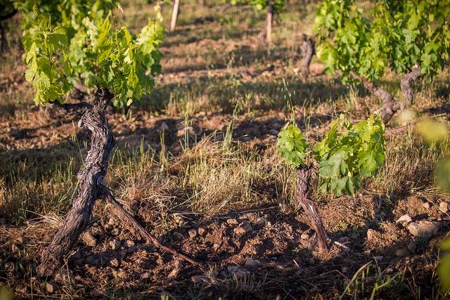 Marcotter la vigne : quand, comment
