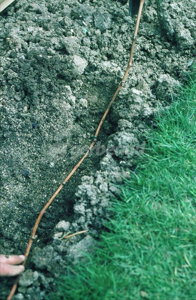 Marcotter la vigne : quand, comment