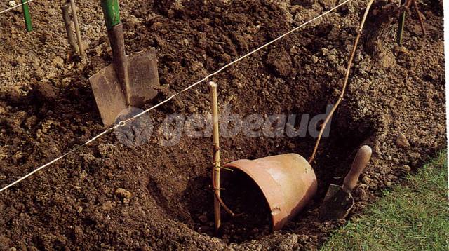 Marcotter la vigne : quand, comment