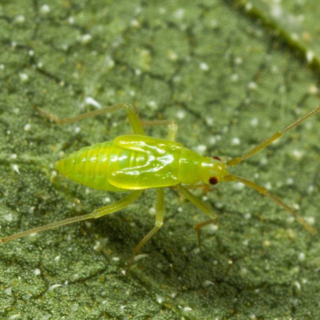 Larve de Macrolophus pygmaeus (BiolineAgrosciences)