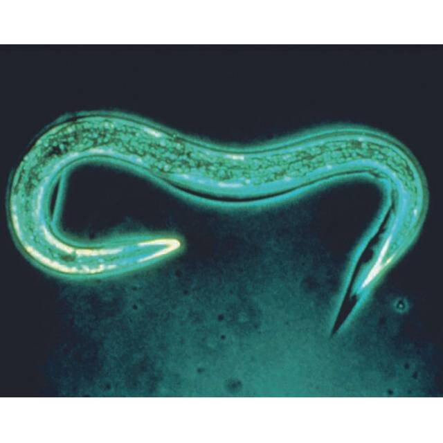 Nématodes anti-limaces - Phasmarhabditis hermaphrodita (Bioline ...