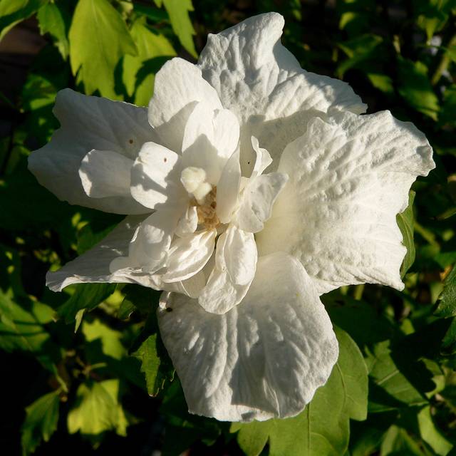 Hibiscus Syriacus White Chiffon Althéa Laurent Houmeau