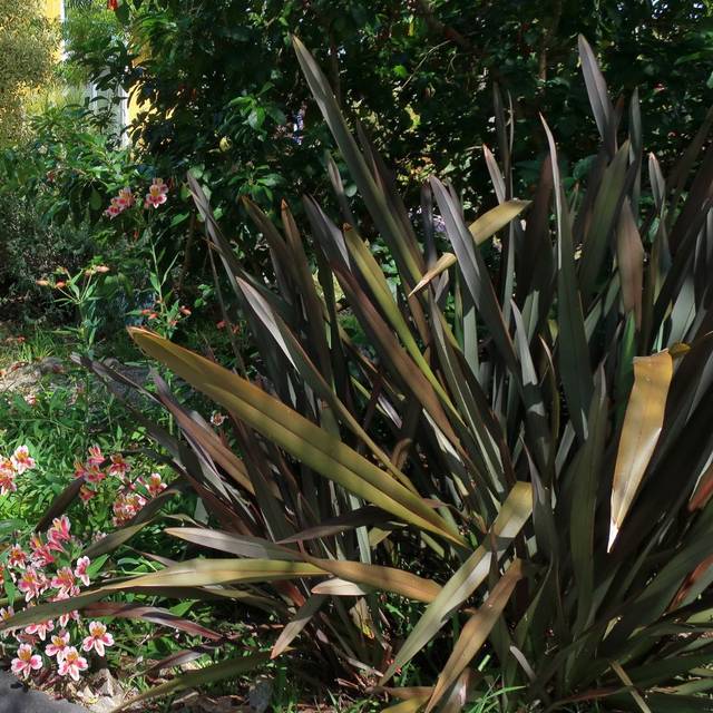 Phormum 'Purpureum' (cultivar413 / Flickr.com)