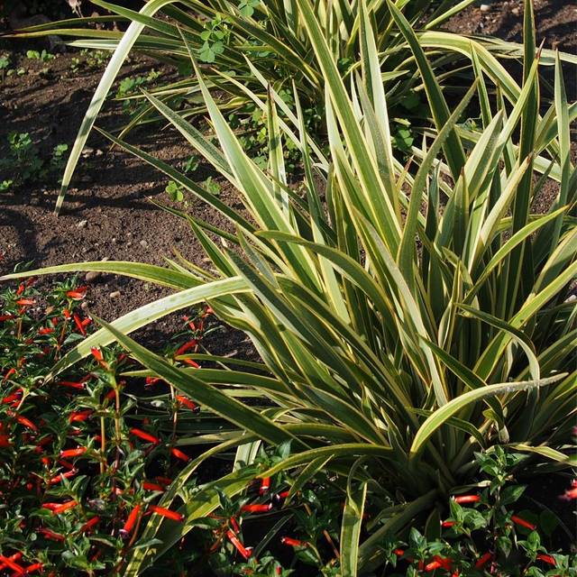 Phormium 'Wings of Gold' (F. D. Richards / flickr.com)