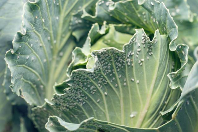 Aleurode : que faire contre ces minuscules mouches blanches
