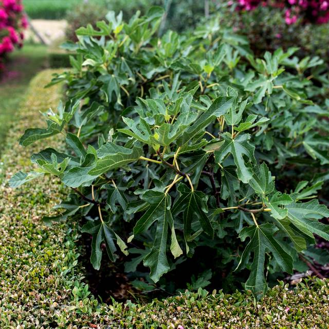 Figuier Figality (VERDIA, S. Jarry)