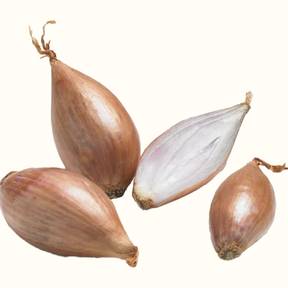 Echalote : plantation, culture et récolte