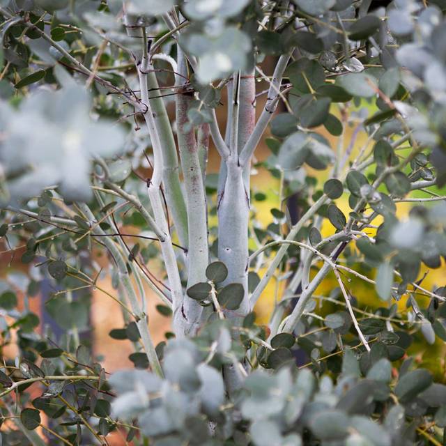 Eucalyptus Silverana - écorce (Globe Planter)
