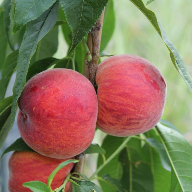 Pêcher Redhaven (EDEN / Adobe Stock)