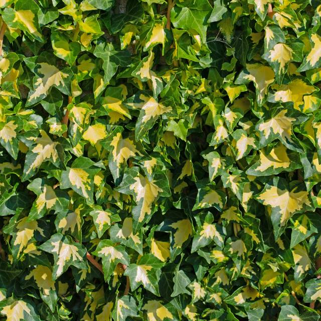Hedera helix Goldheart (M. Schuppich / Adobe Stock)