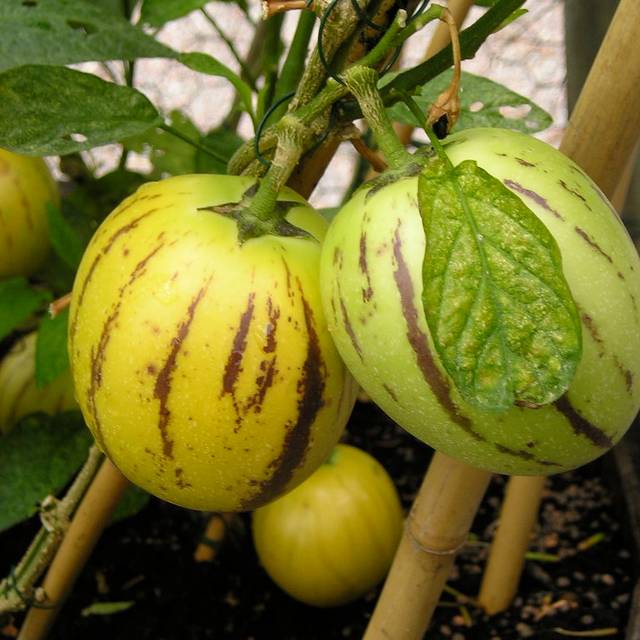 Melon-Poire ou Pépino (Kat)