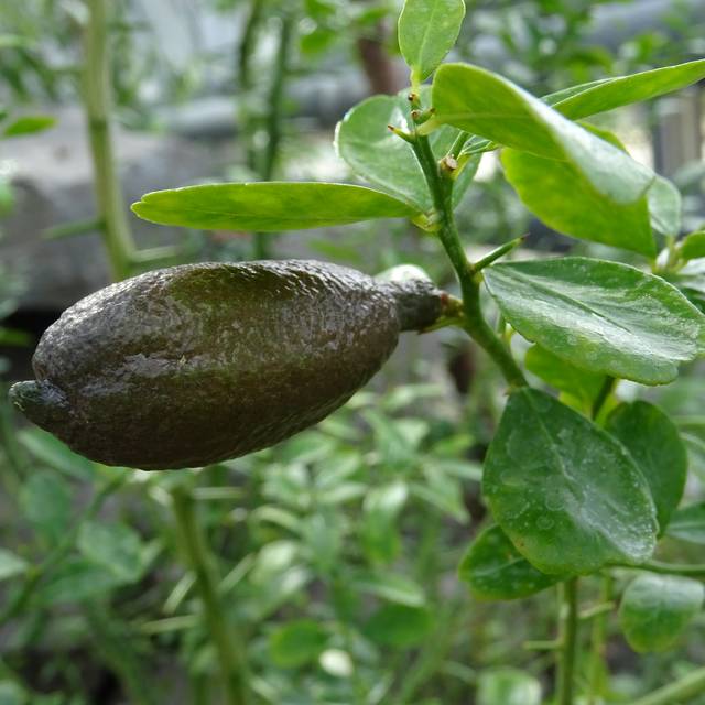 Microcitrus australasica - fruit dans l'arbre (Olive Titus / flickr.com)