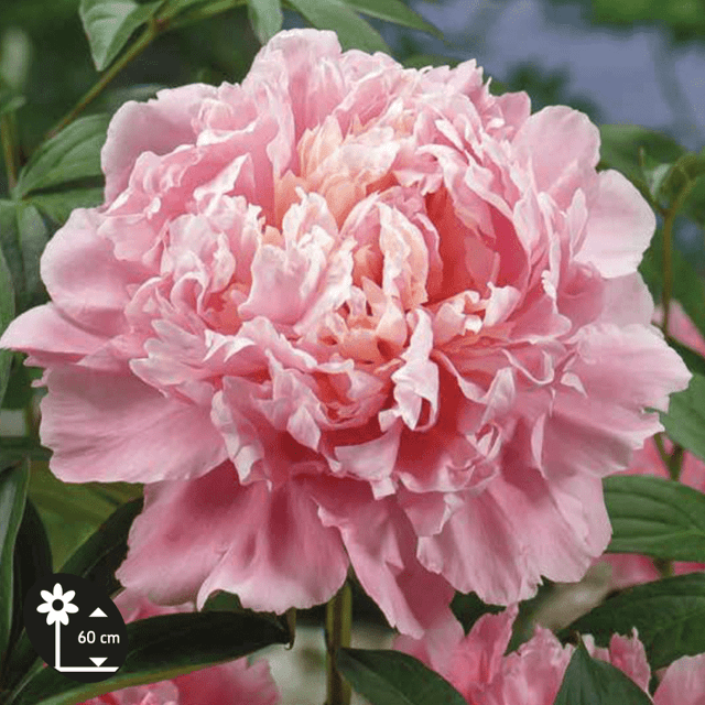 Pivoine rose - l'unité